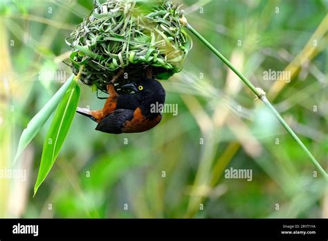 A Small Brown Bird Perched Atop A Branch Of A Tree Nibbling On A Green