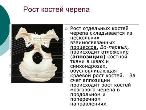 Возрастная анатомия черепа Височно нижнечелюстной сустав презентация