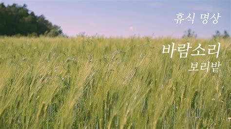 보리밭 바람 소리 Asmr 1시간 자연 휴식 명상 공부 수면 Youtube