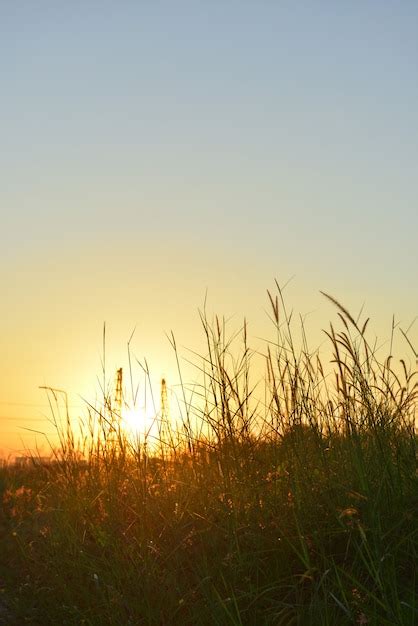 Grass Sunset Background Images Free Download On Freepik