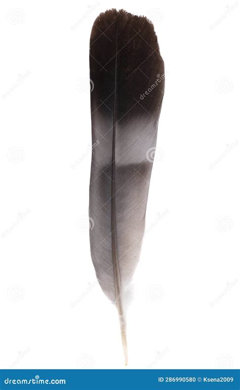 Pluma De Aves Aisladas Foto De Archivo Imagen De Decorativo 286990580