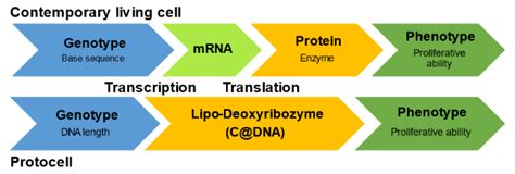 Life Free Full Text Evolution Of Proliferative Model Protocells