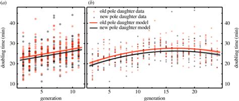 Ageing And Asymmetric Division In E Coli Dependence Of Cell Doubling Download Scientific