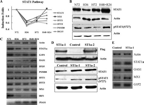 Confirmation Of Stat1 Pathway Suppressed By Hypoxia And Validation Of