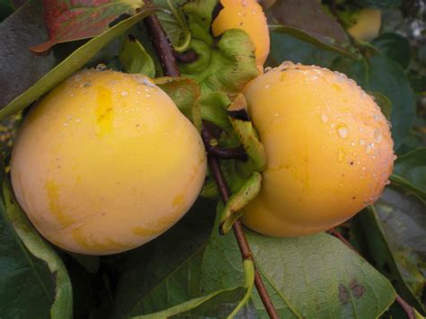 Perfumes Y Luces De Extremadura Kakis Mis Frutas