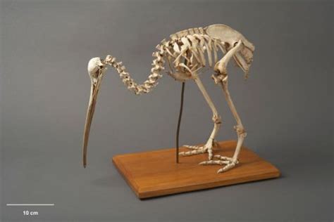 Kiwi Bird Skeleton