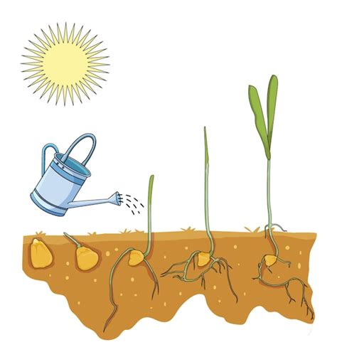 Premium Vector Germination Of Seed