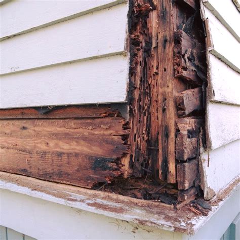 Signs Of Termite Infestation In Pensacola