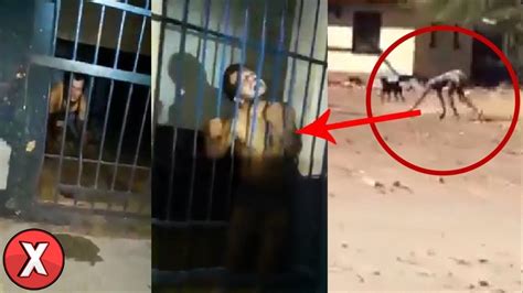 7 Lobisomens Da Vida Real Capturados Em Câmera Youtube