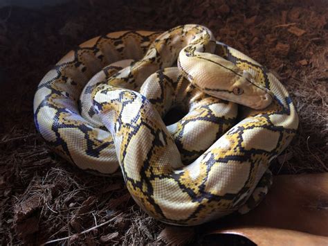 Pin By Jose Gonzales On Reticulated Pythons Reticulated Python Python Snake