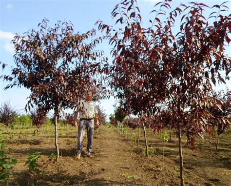 Персик пурпурнолистный (Prunus persica purpurea) | САДПРОЕКТ