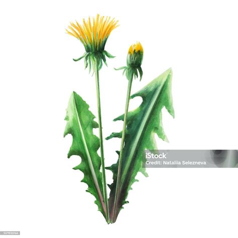 민들레 꽃과 녹색 잎의 수채화 꽃다발 흰색 고립된 배경에 있는 손으로 그리는 클립아트 식물 초원 그림 디자이너 장식 엽서 포장지 스크랩북 표지 초대장 웨딩 디자인 포스터