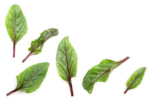 신선한 사탕 무 우 잎 흰색 배경에 고립입니다 최고의 볼 수 있습니다 평면 위치 패턴 0명에 대한 스톡 사진 및 기타 이미지 0명 날것 녹색 Istock