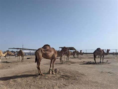 バーレーン人気観光地と見どころ｜地図付きモデルコース！治安・行き方・おすすめ土産｜マナーマ｜旅行ブログオハヨーツーリズム