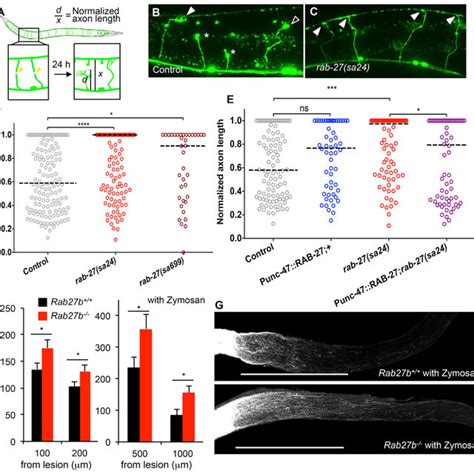 Functional Pathways Regulating Axonal Regeneration Download