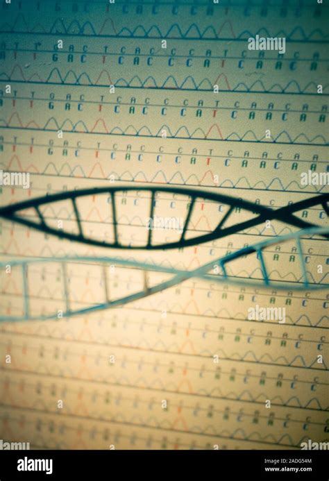 Dna Model And A Genetic Sequence Printout Of The Genetic Code Of A Single Strand Of Dna