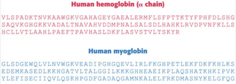 Chapter 10 Exploring Evolution And Bioinformatics Flashcards Quizlet