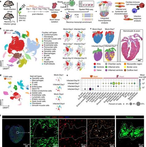 Szuyuan Eric Pu On Linkedin Spatiotemporal Transcriptomics Reveals
