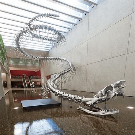 42ft Titanoboa Skeleton Replica Naturewasmetal