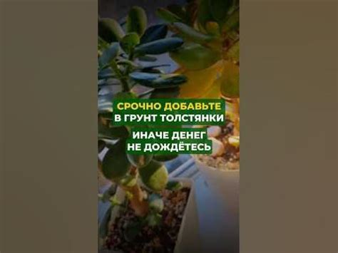 Срочно добавьте это в грунт толстянка #цветы #сад - YouTube