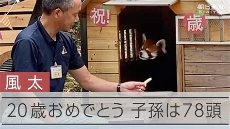 「立てるんです」の風太が20歳 子孫は78頭 Youtube
