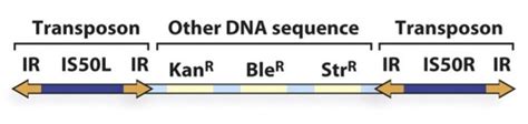Genetics Final Exam Flashcards Quizlet