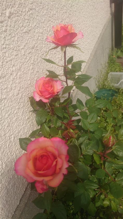 薔薇が咲いた 愛の詩