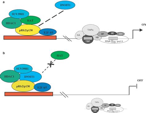 Model Of How Prb2p130 May Regulate Er Transcription A Prb2p130