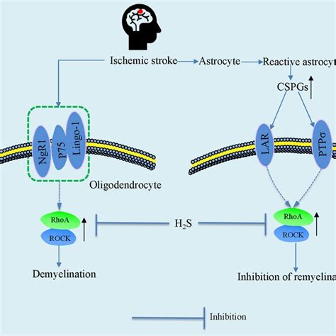 The Role Of Rhoarock Pathway In The Demyelination Following Ischemic