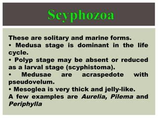 Coelenterates Classification And Gen Characters Ppt