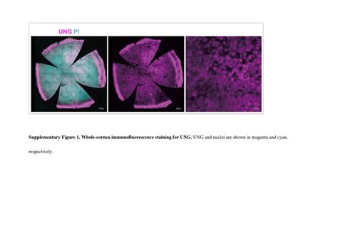 Pdf Single Cell Transcriptomics Reveals Cellular Heterogeneity And
