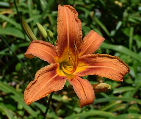 黄花菜近 百合 特写 Pixabay上的免费照片 Pixabay