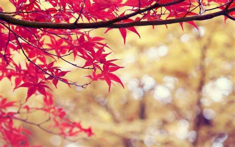 Nature Trees Red Branch Depth Of Field Wallpapers Hd Desktop And