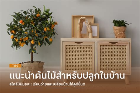 แนะนำต้นไม้สำหรับปลูกในบ้านสไตล์มินิมอล เรียบง่ายและเปลี่ยนบ้านให้ดูดีขึ้น
