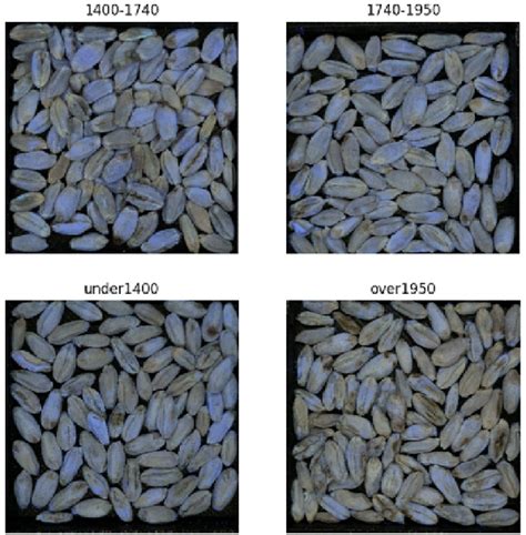 Cropped Images Of Wheat Kernel Samples Labels Correspond To The Class