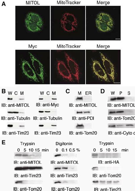 Specific Localization Of Mitol In The Outer Mitochondrial Membrane A