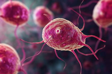 Trichomoniasis Pictures In Urine