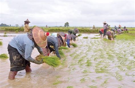 Contract Farming — A New Dimension In Paddy Cultivation Global New Light Of Myanmar