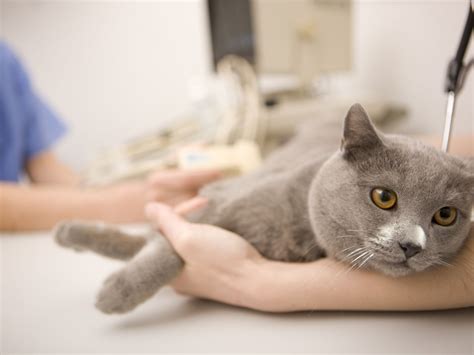 How Long After Heat Can A Cat Be Spayed Cat Lovster
