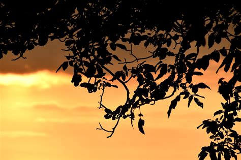 Di Pagi Hari Matahari Terbit Fajar Foto Gratis Di Pixabay Pixabay