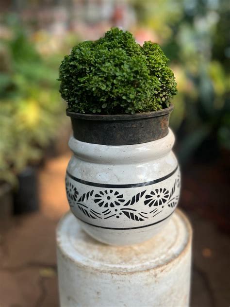 Dwarf Kamini