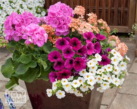 Containers Color And Communication Greenhouse Product News Container