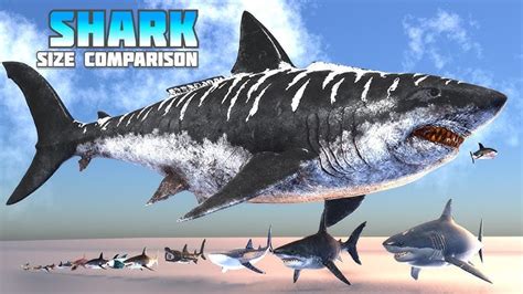 Megalodon Size Comparison