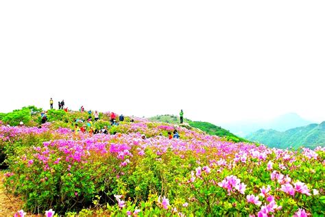 장흥보성삼비산 일림산 철쭉 산행 정남진 장흥 으로 오세요 천관산 사자산 제암산 서울산이조아