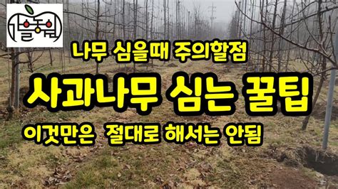 사과 나무심는 방법 나무심을때 주의할점 사과재배 Youtube