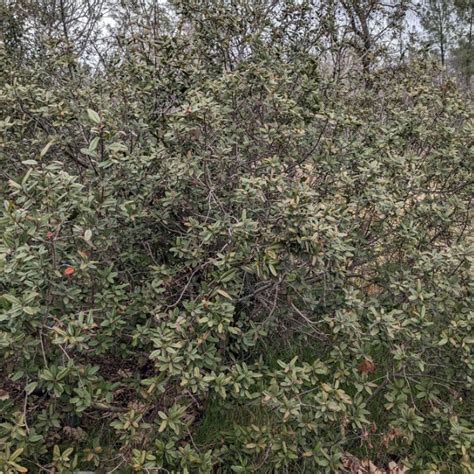 February Plant Of The Month Coffeeberry Frangula Californica — Turtle