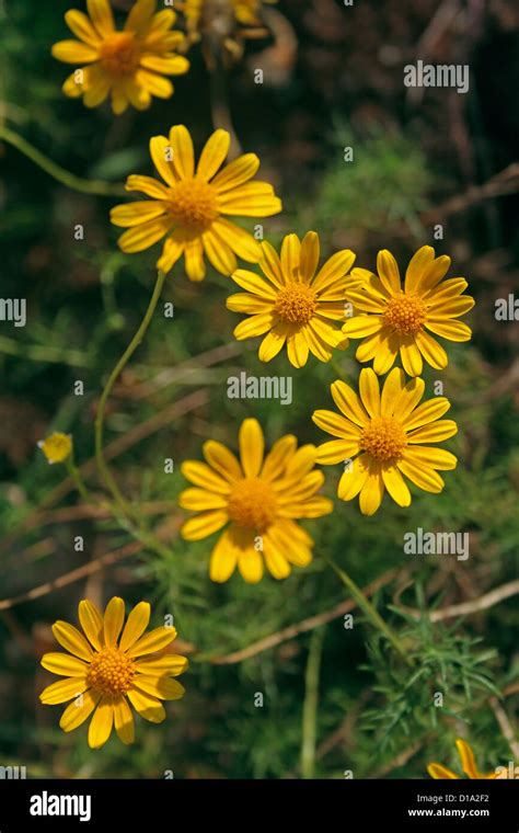 Fleur De Sonki Banque De Photographies Et Dimages à Haute Résolution