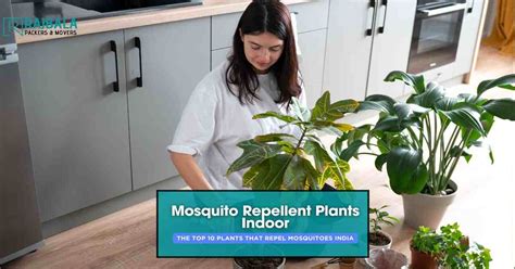 Top 10 Mosquito Repellent Plants Indoor To Keep Them Away