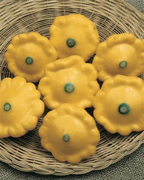 Squash Yellow Button Bright And Productive Potted Colour