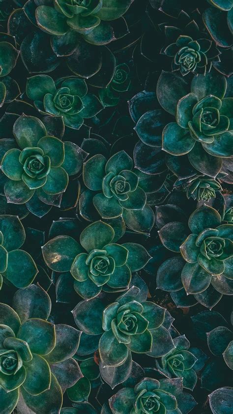 Green Aesthetics Wallpapers Wallpaper Cave